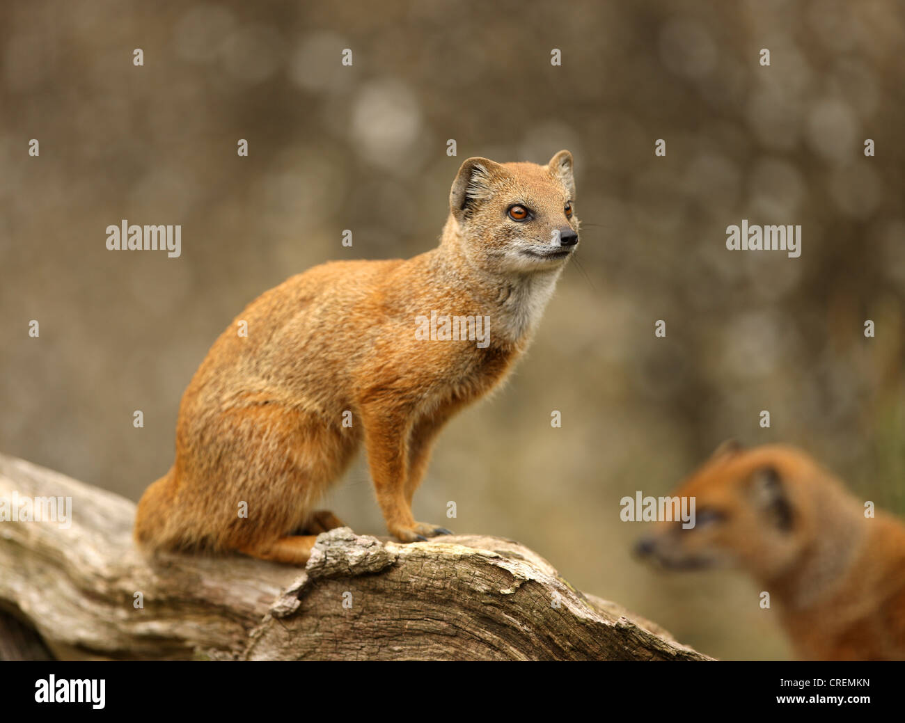 Portrait of a Yellow Mongoose Stock Photo - Alamy
