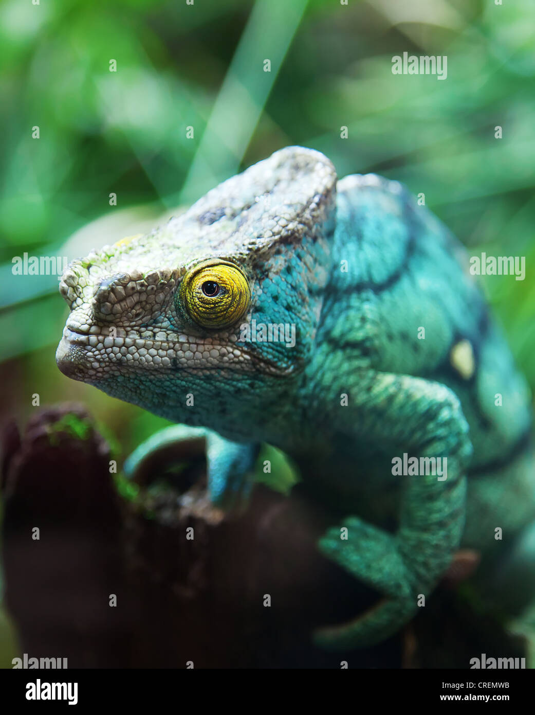 Male veiled chameleon hi-res stock photography and images - Alamy