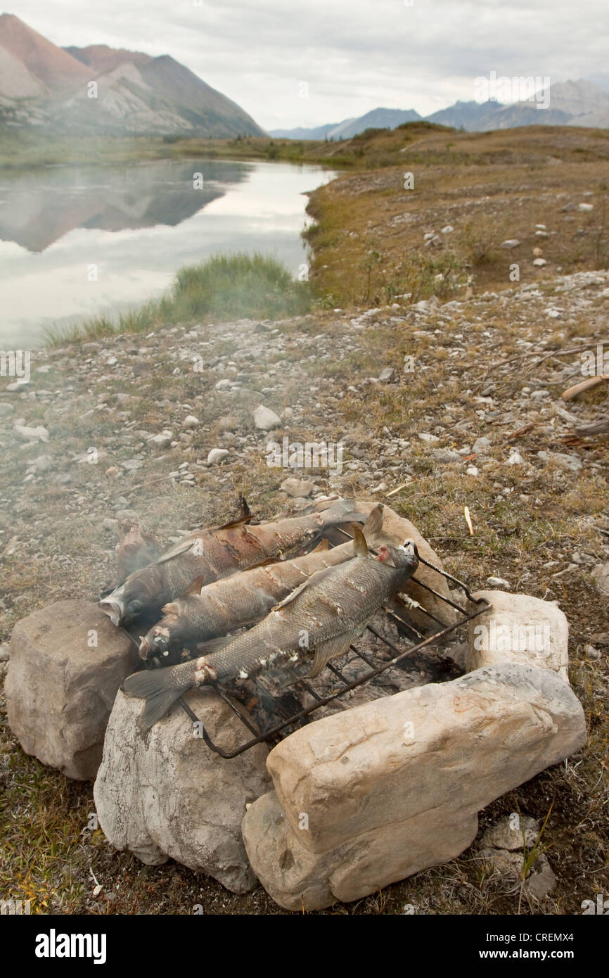 Arctic grayling fish High Resolution Stock Photography and Images - Alamy