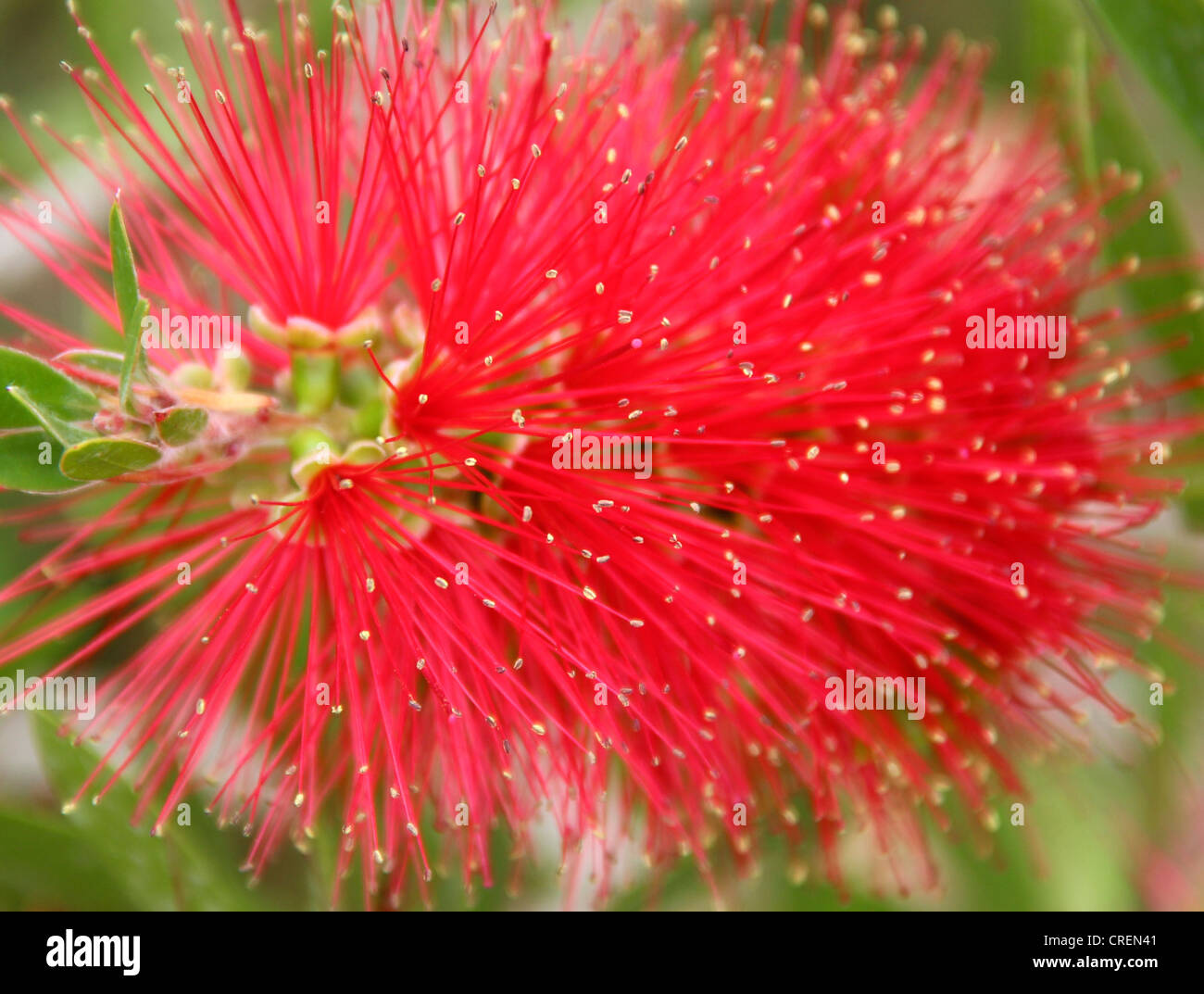 Calliandra grandiflora hi-res stock photography and images - Alamy