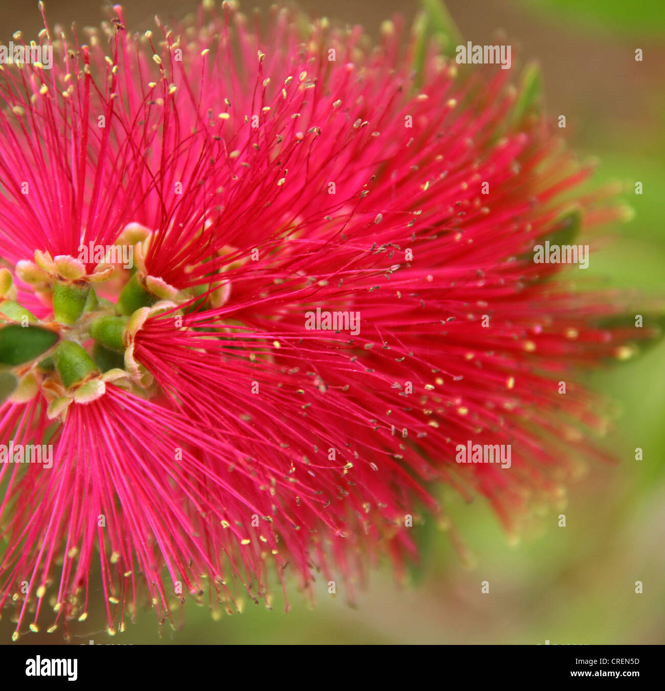 Calliandra grandiflora hi-res stock photography and images - Alamy