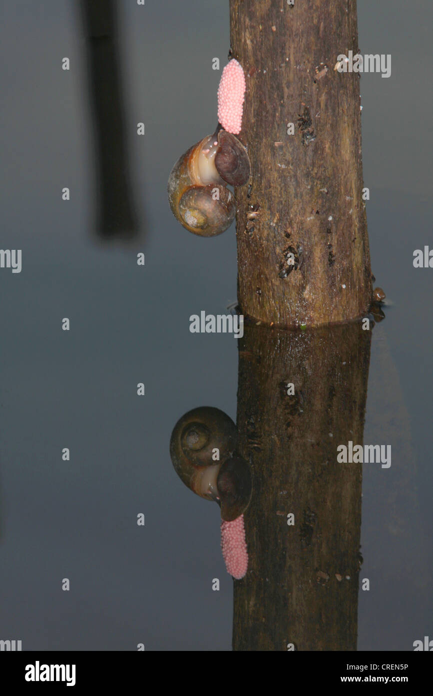 Freshwater Aquarium Snail Eggs