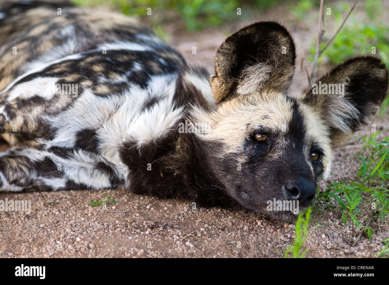 African Wild Dog Endangered