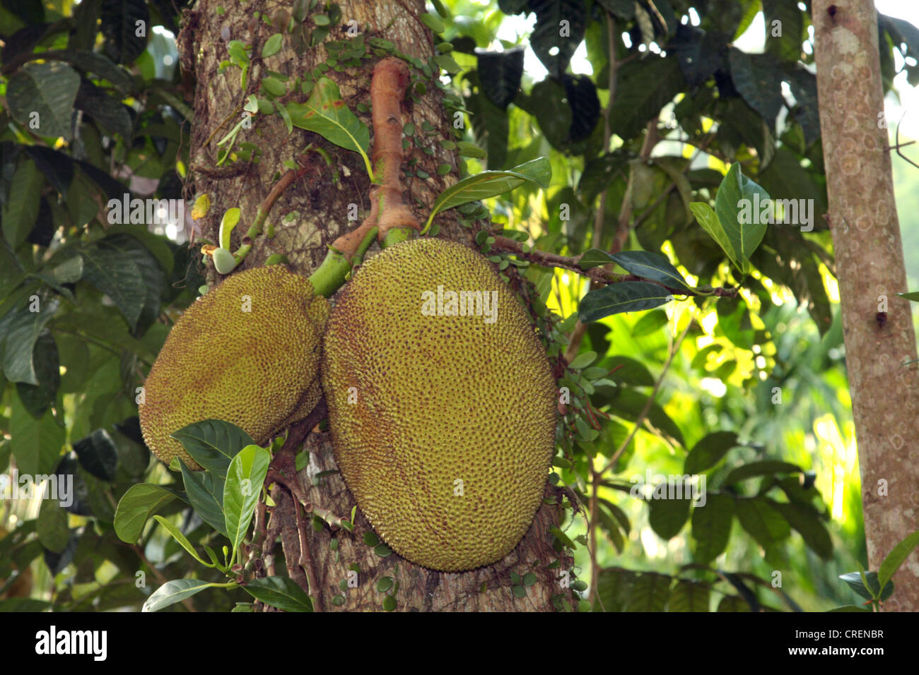 jack-fruit (Artocarpus heterophyllus), fruit at a tree, Thailand ...