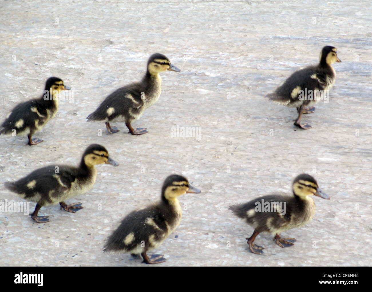 MALLARD (Anas platyrhynchos) ducks. Photo Tony Gale Stock Photo - Alamy