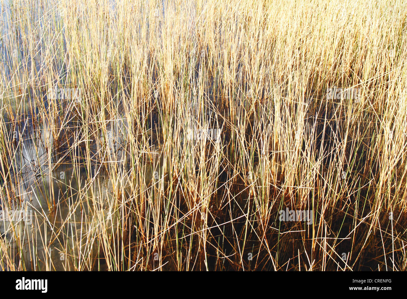 Tall grass in florida wetlands hi-res stock photography and images - Alamy