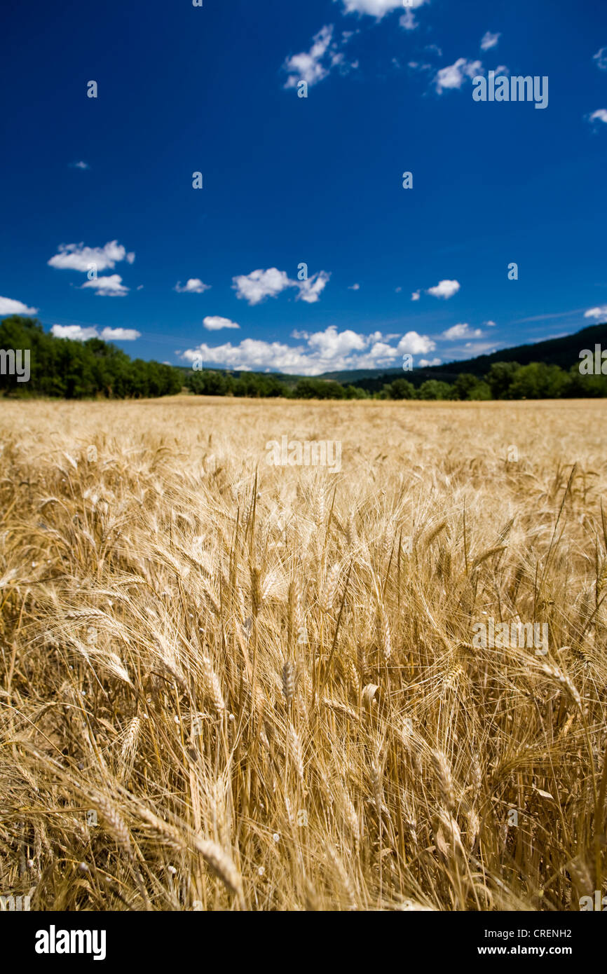 Cereste Corn field, Provence ,France Stock Photo - Alamy