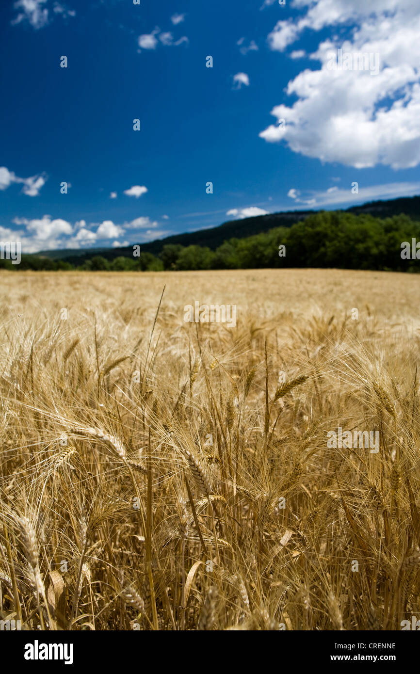 Cereste Corn field, Provence ,France Stock Photo - Alamy