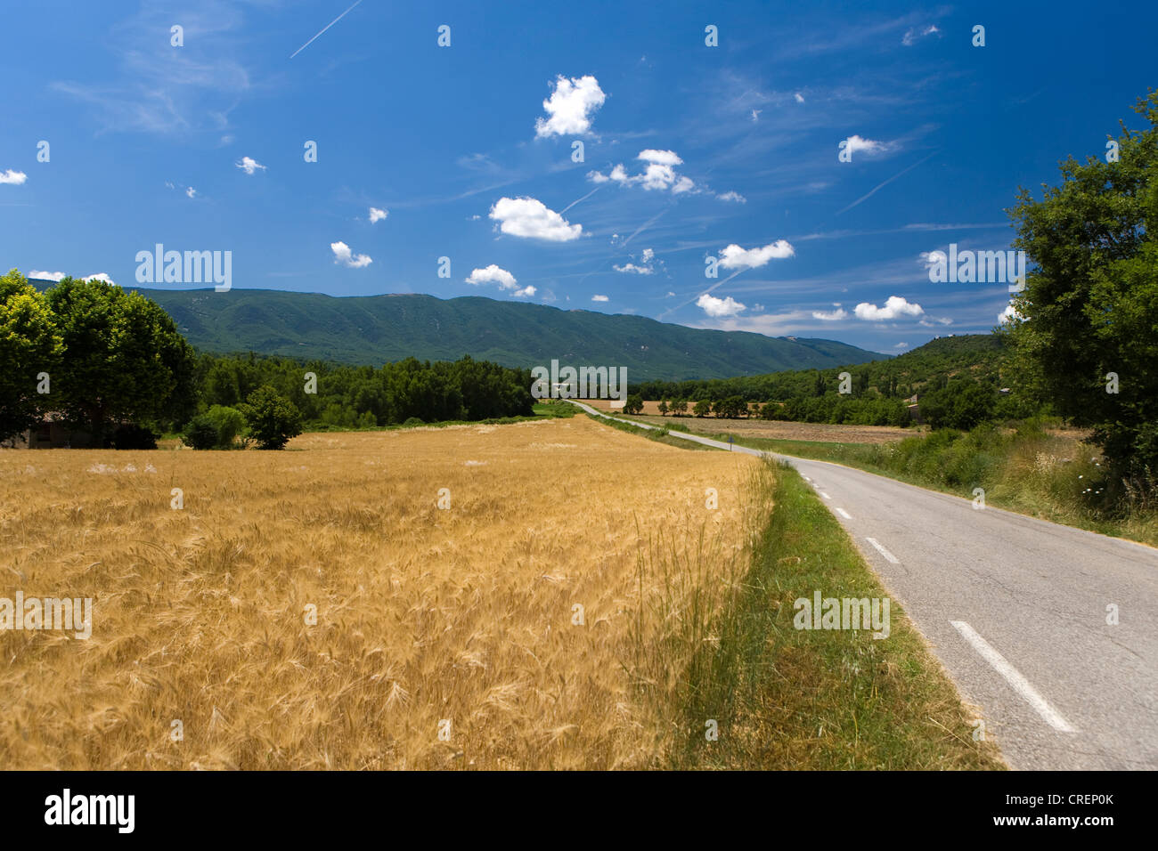 Cereste Corn field, Provence ,France Stock Photo - Alamy