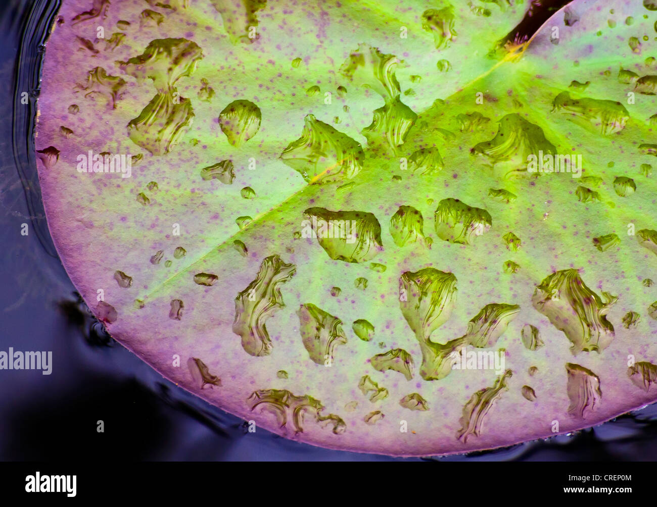 floating lily pad Stock Photo - Alamy