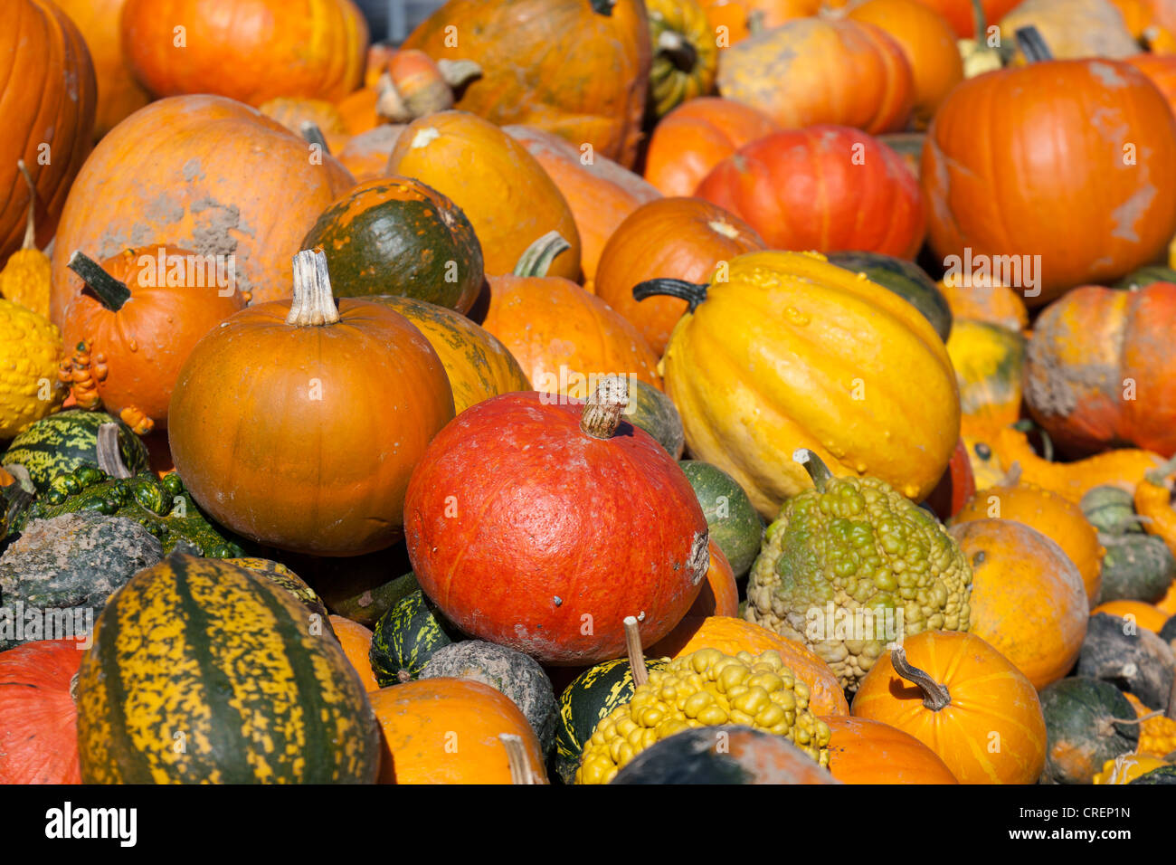 Pumpkins picture hi-res stock photography and images - Alamy