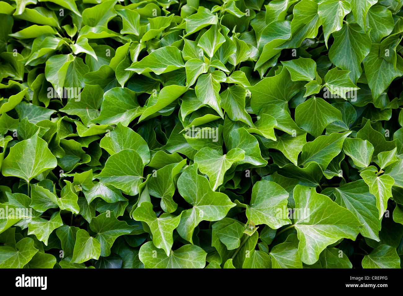 New shoots of ivy (Hedera helix Stock Photo - Alamy