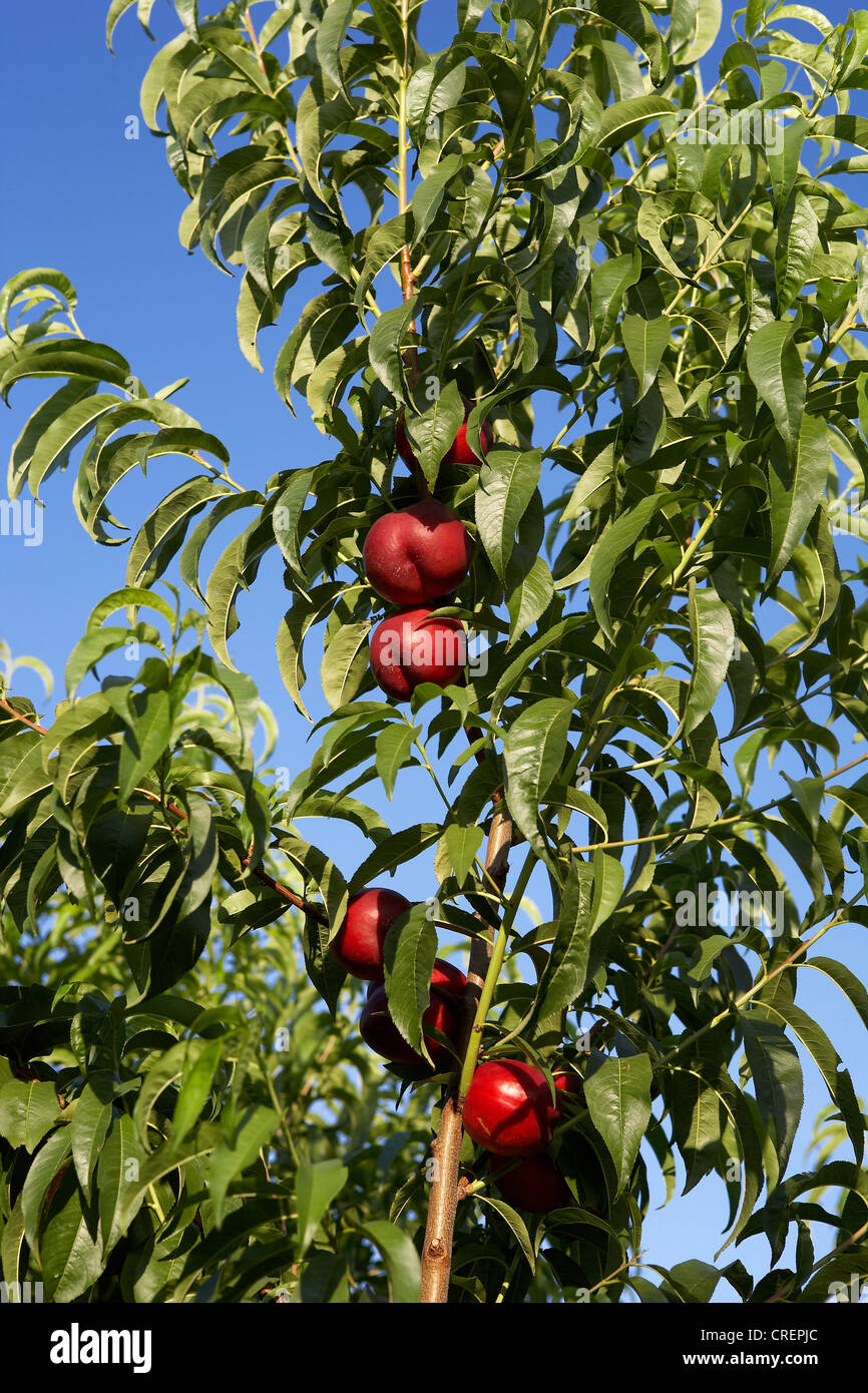 "Nectarine fruit" on a tree Stock Photo - Alamy