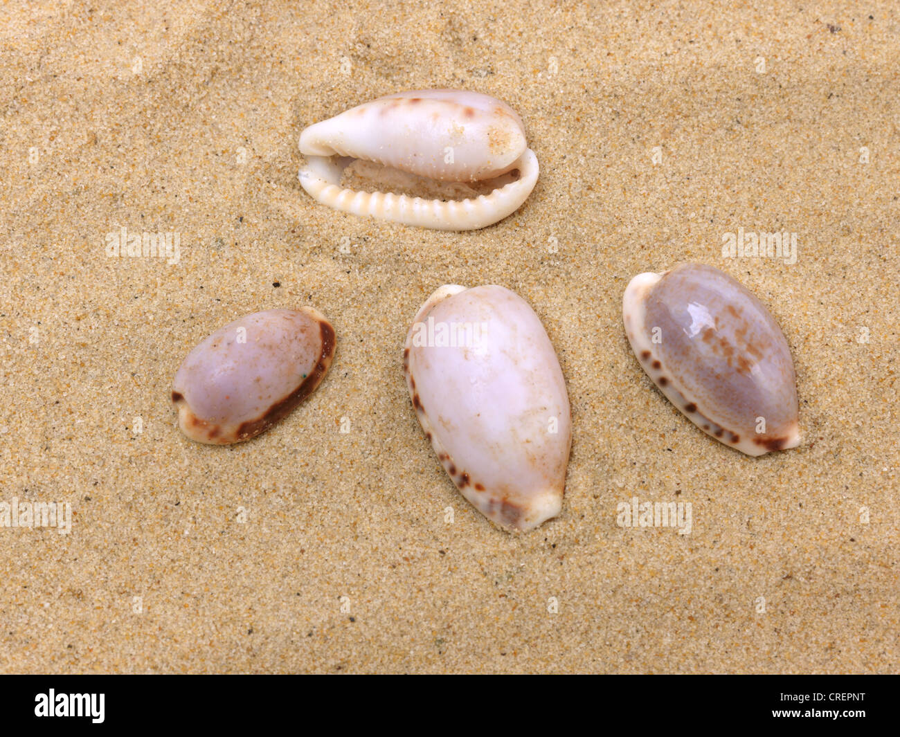 Cypraea Angustata Cowrie Stock Photo - Alamy
