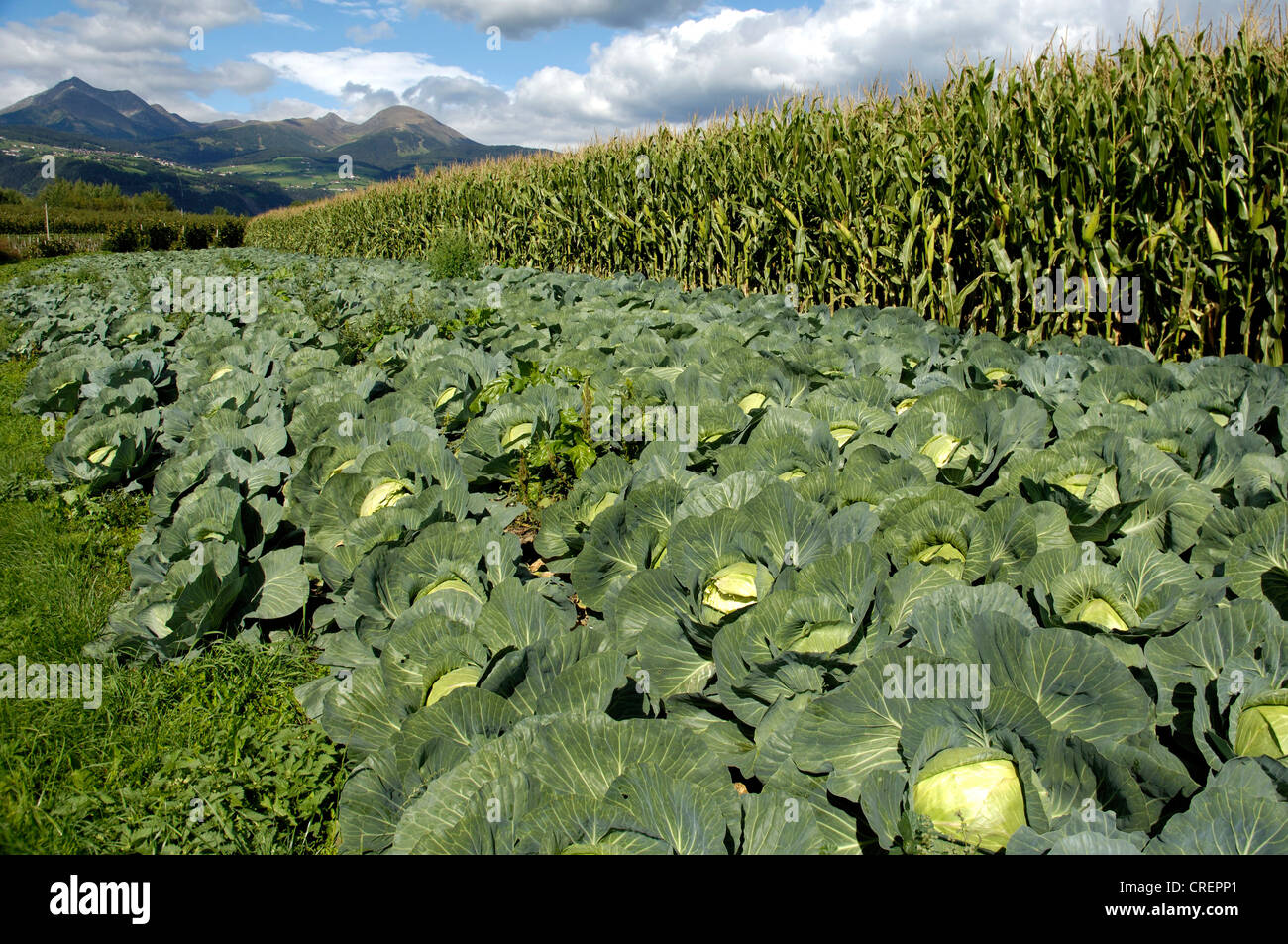 white cabbage (Brassica oleracea var. capitata f. alba), cabbage field ...