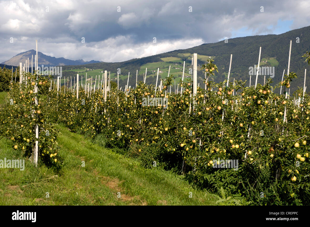 apple tree (Malus domestica), apple tree plantation, Italy, South Tyrol ...