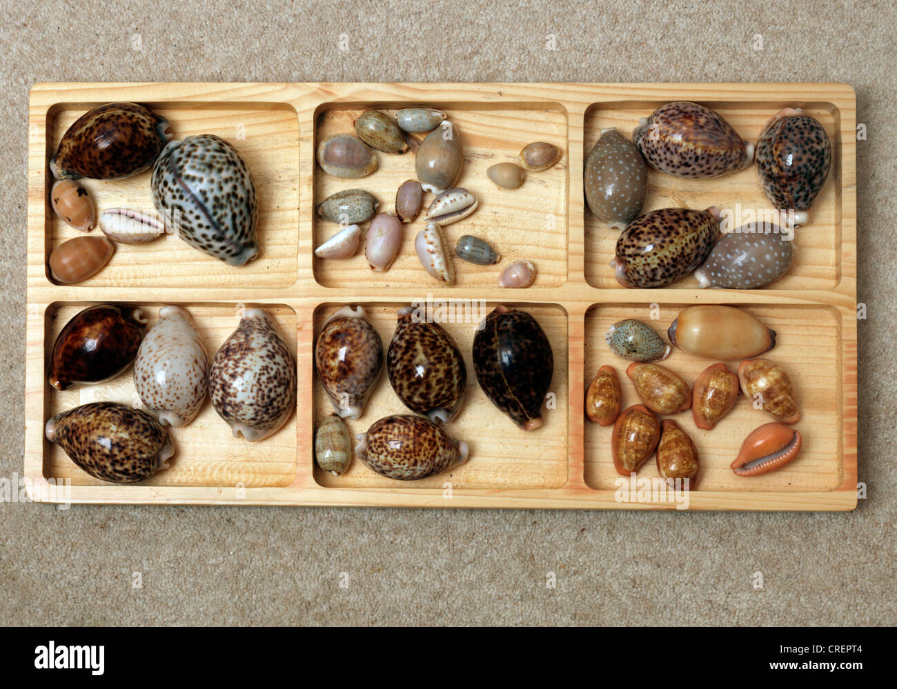 Shell collection hi-res stock photography and images - Alamy