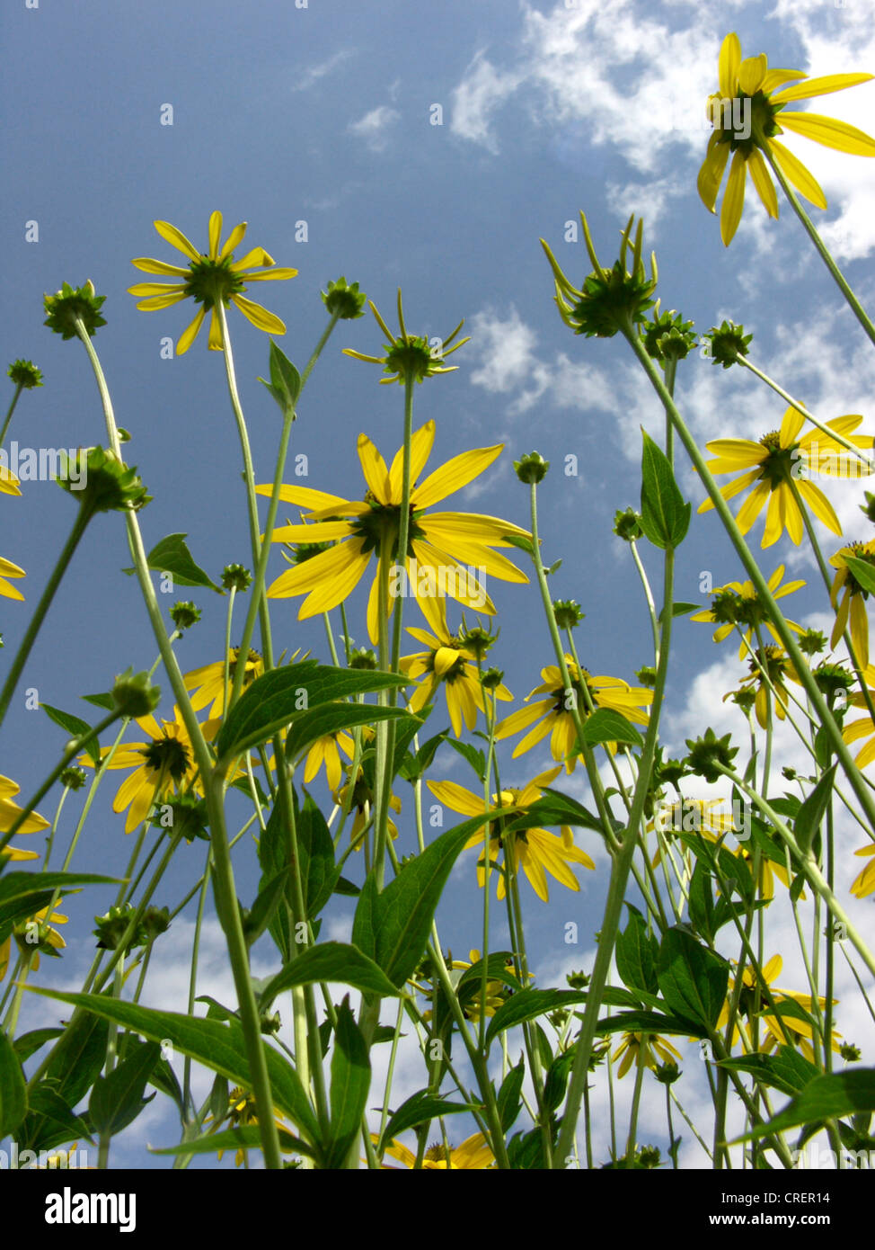 cutleaf coneflower, cut-leaved coneflower, green-headed coneflower ...