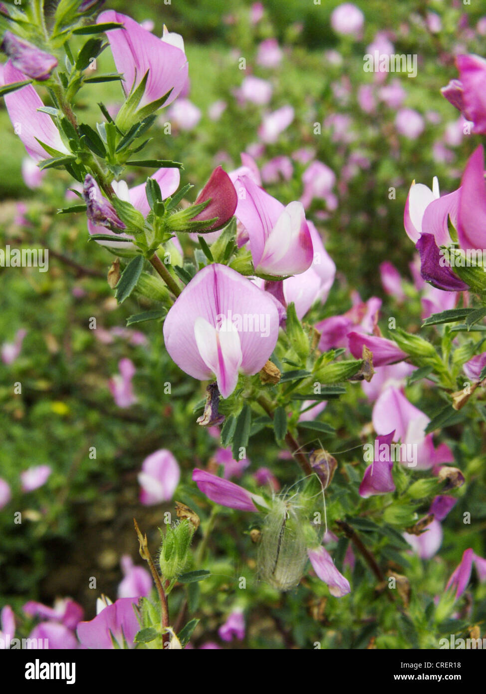 spiny restharrow (Ononis spinosa), blooming Stock Photo - Alamy