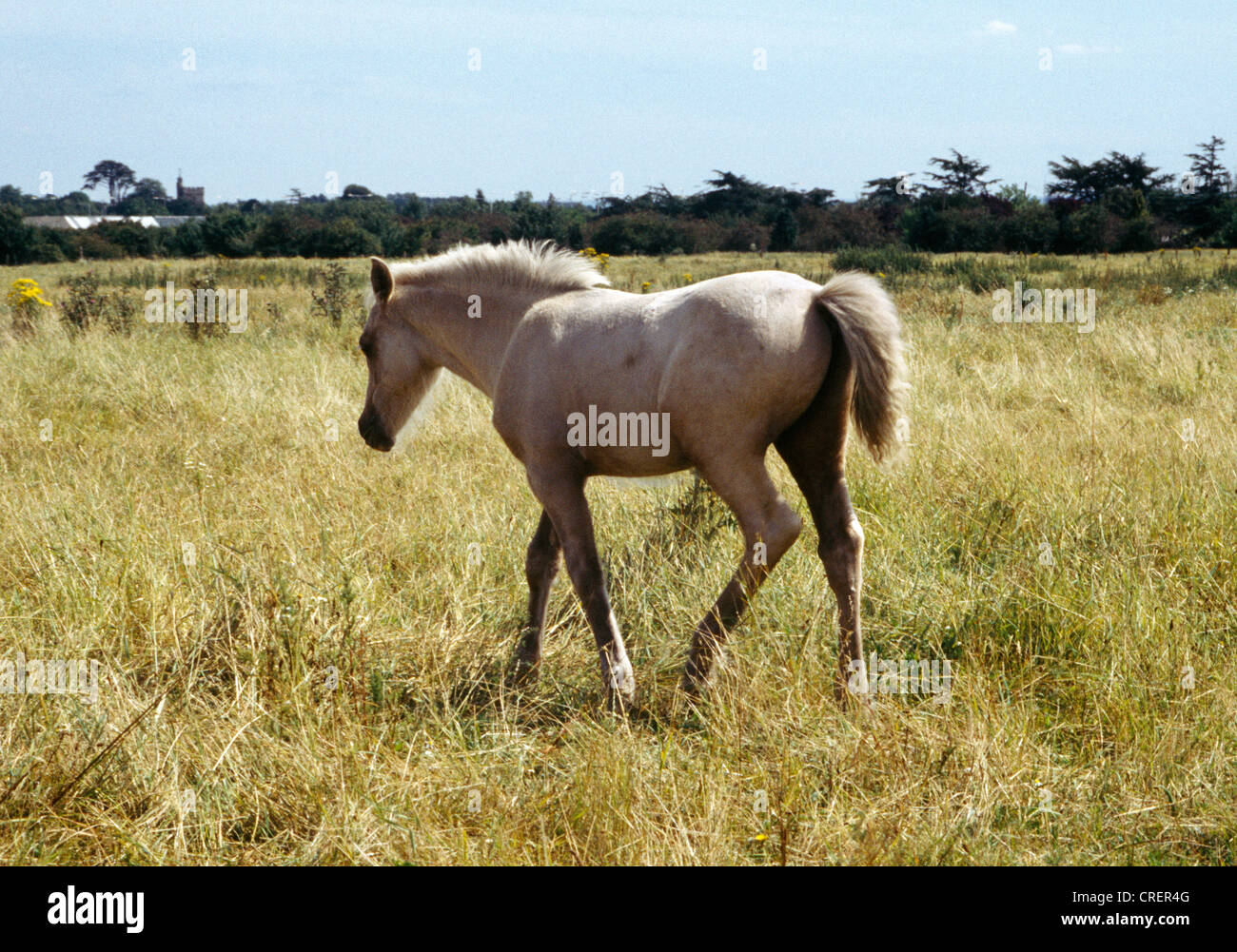 London England Green Belt Heathrow White Horse Walking In Pasture Stock ...