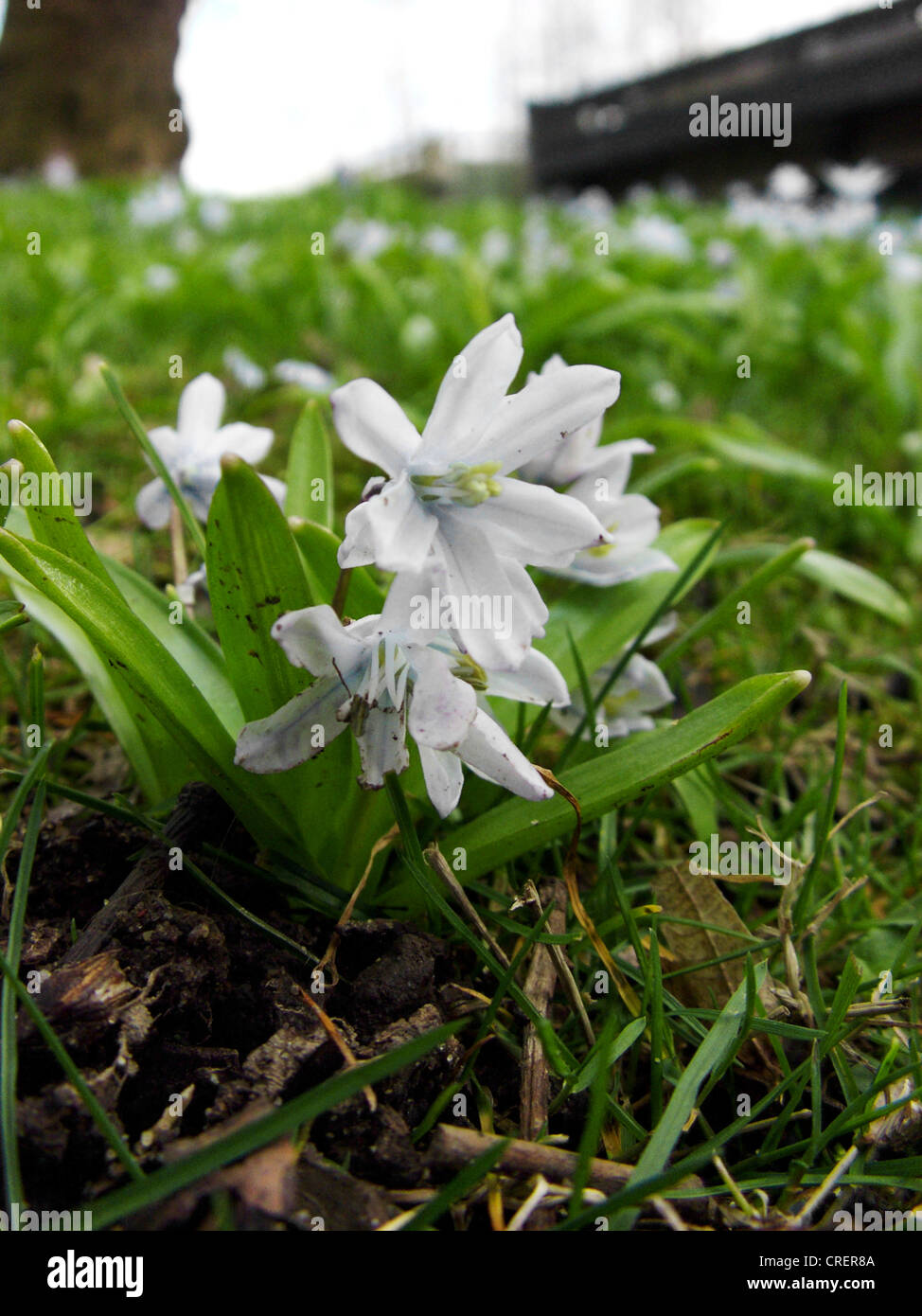 White squill scilla hi-res stock photography and images - Alamy