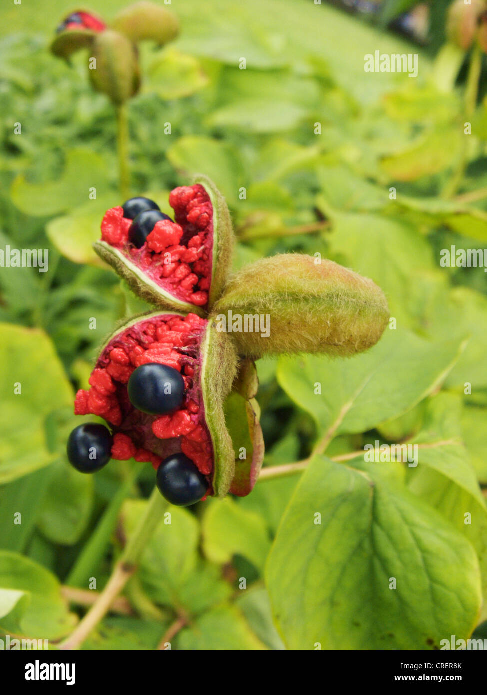 Paeonia Daurica Stock Photos & Paeonia Daurica Stock Images - Alamy
