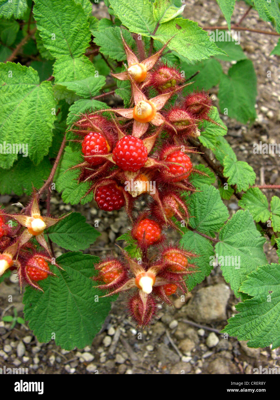 wine raspberry, wineberry (Rubus phoenicolasius), fruiting Stock Photo ...