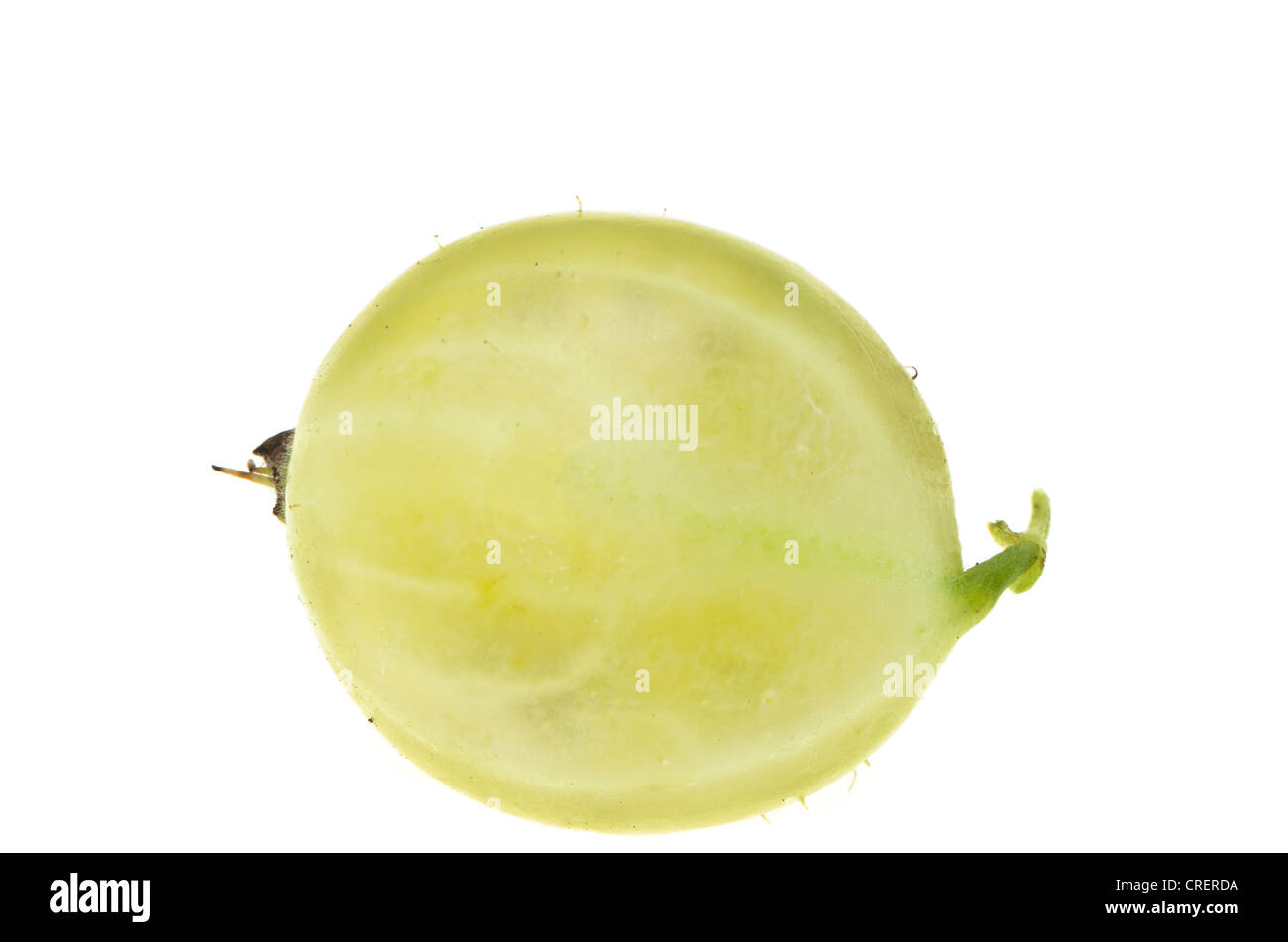 Fresh gooseberry isolated on a white background Stock Photo - Alamy