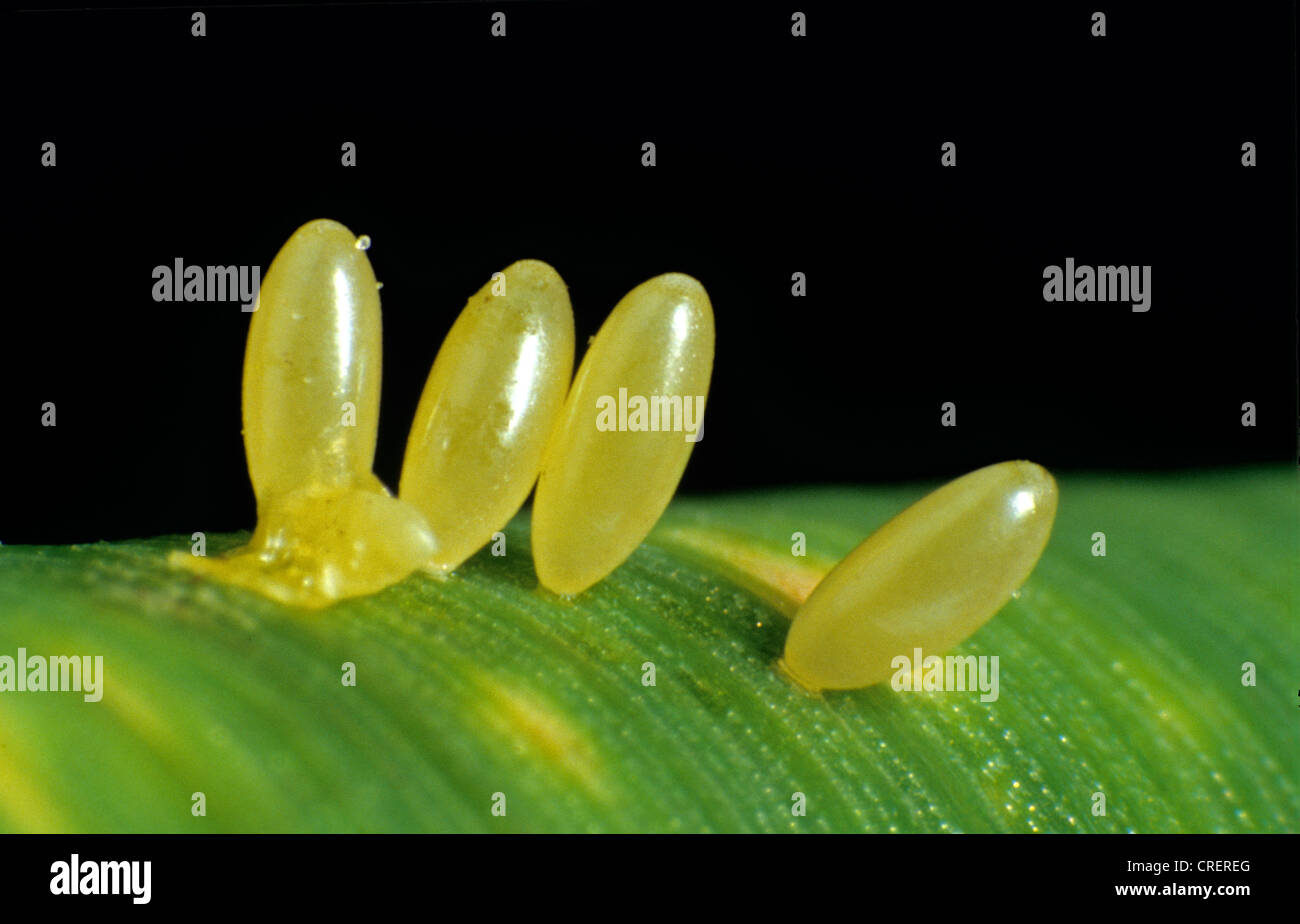 Oval insect eggs hi-res stock photography and images - Alamy