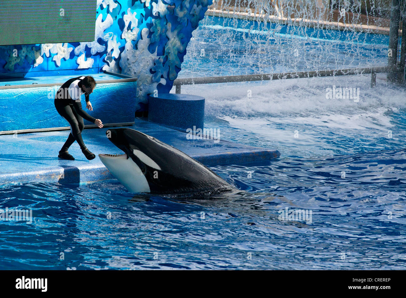 Killer whale display at Sea World Adventure Park, Orlando, Florida, USA ...