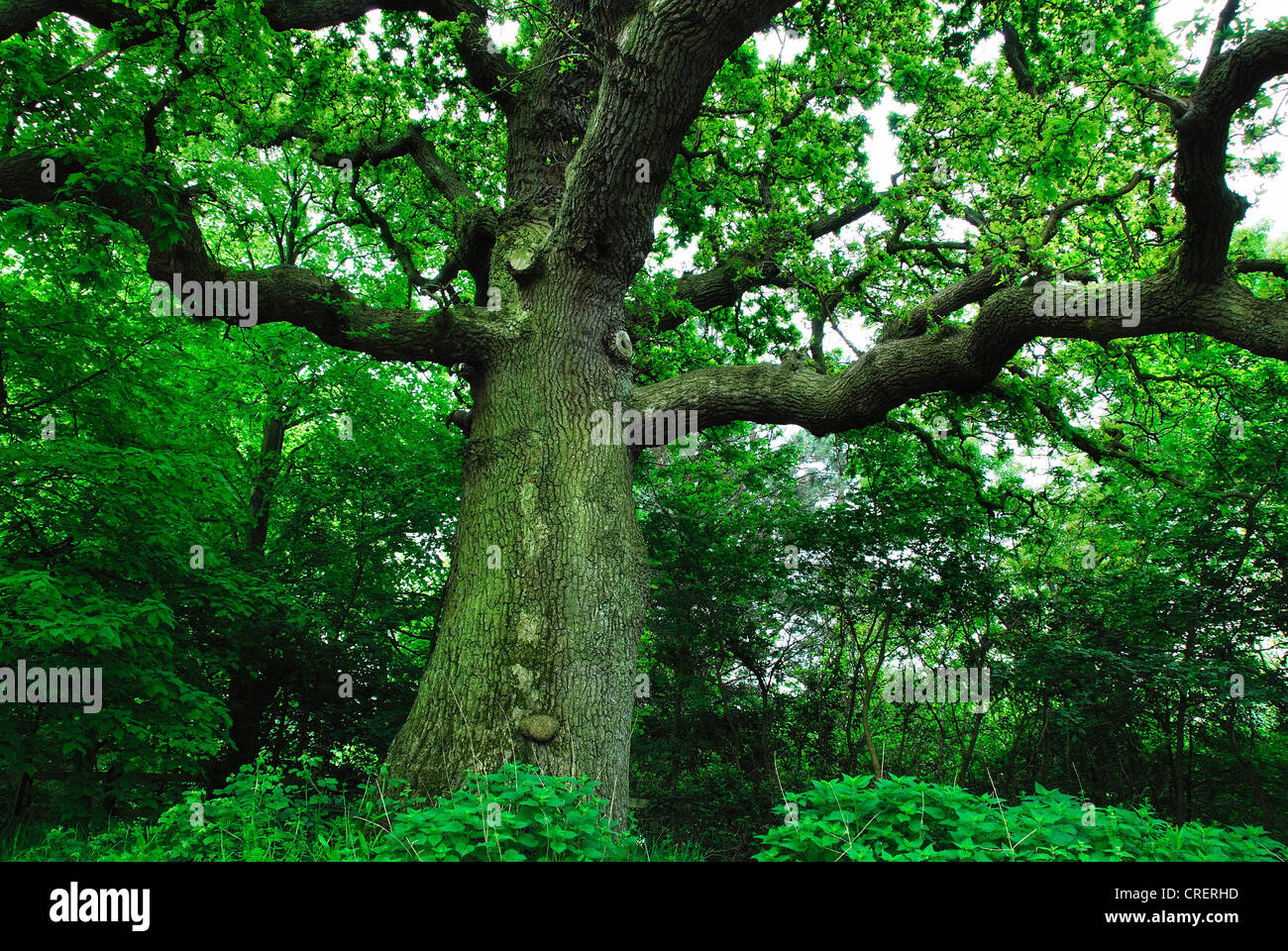 A majestic oak tree in summer UK Stock Photo - Alamy