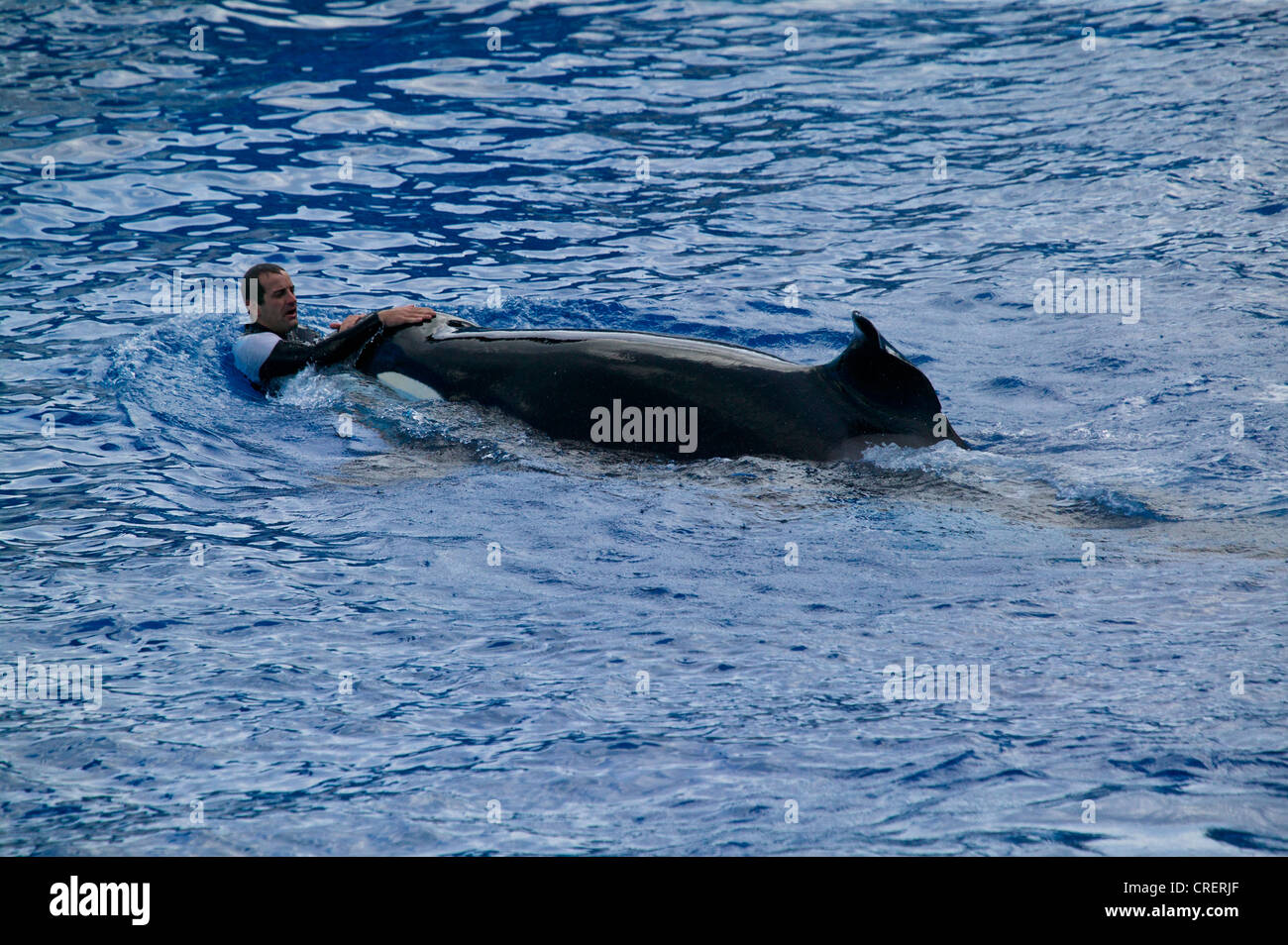 Killer whale display at Sea World Adventure Park, Orlando, Florida, USA ...