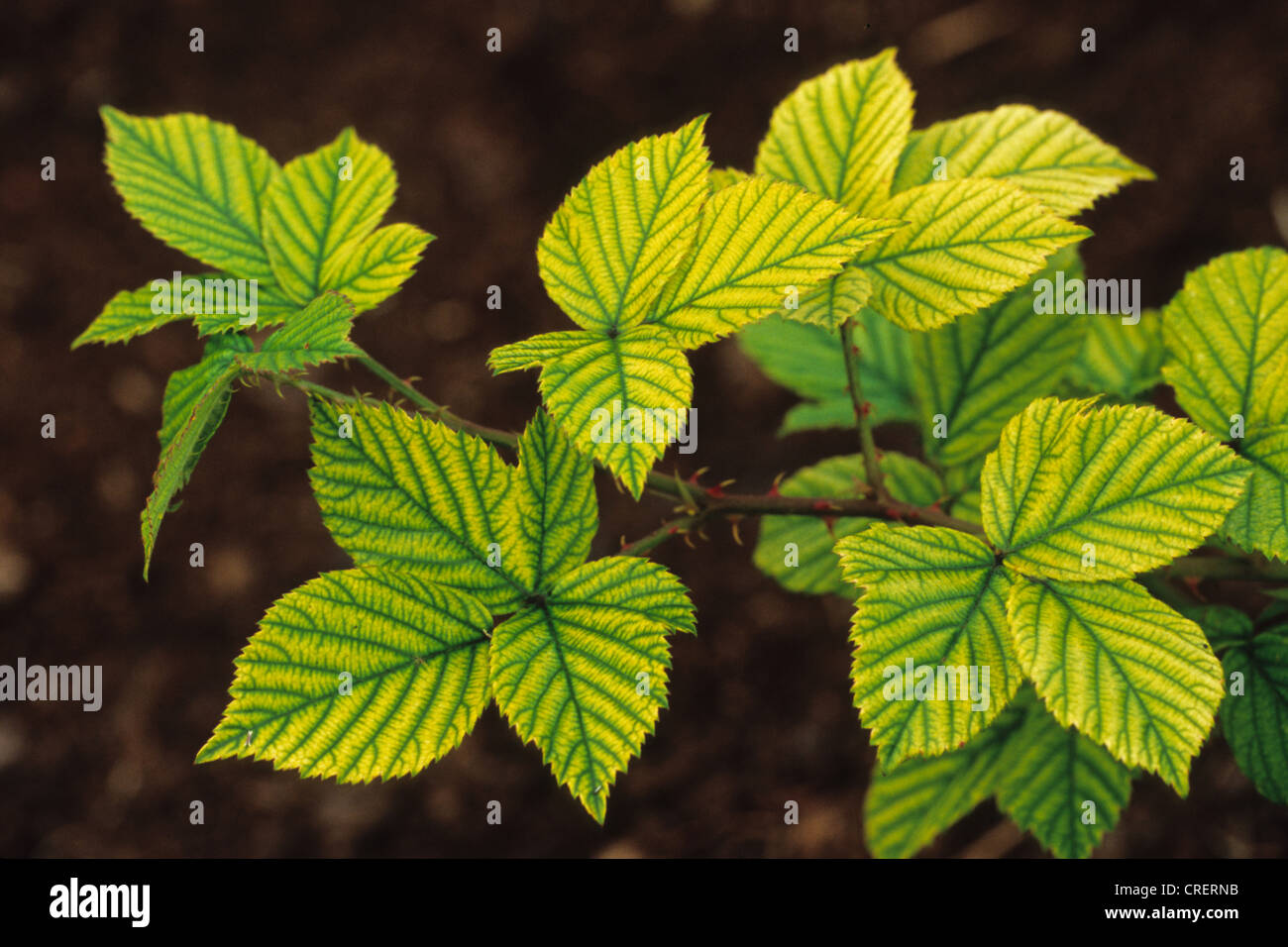 Blackberry leaves and flowers hi-res stock photography and images - Alamy