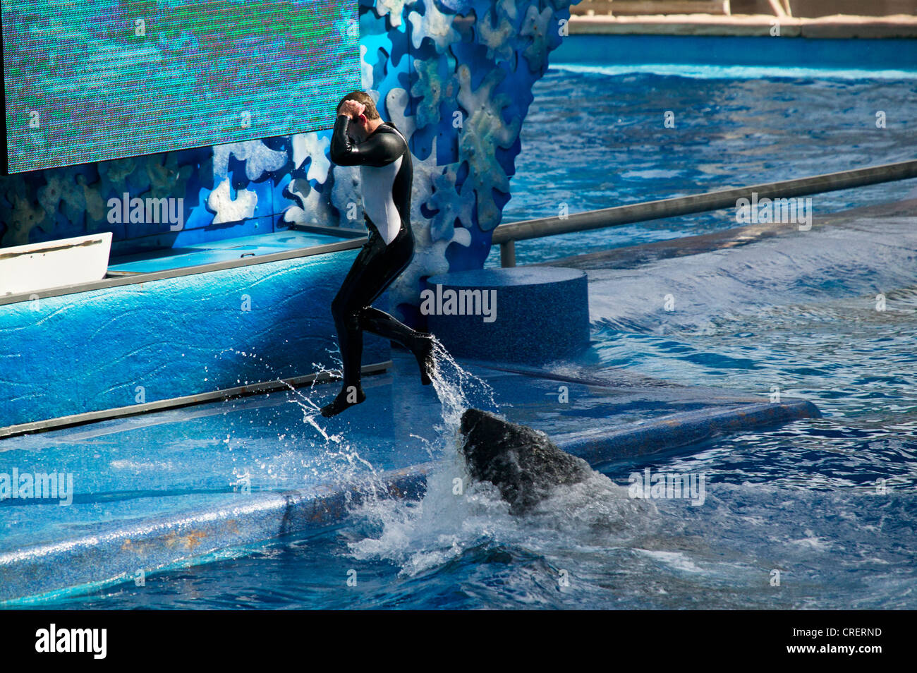 Killer whale display at Sea World Adventure Park, Orlando, Florida, USA ...