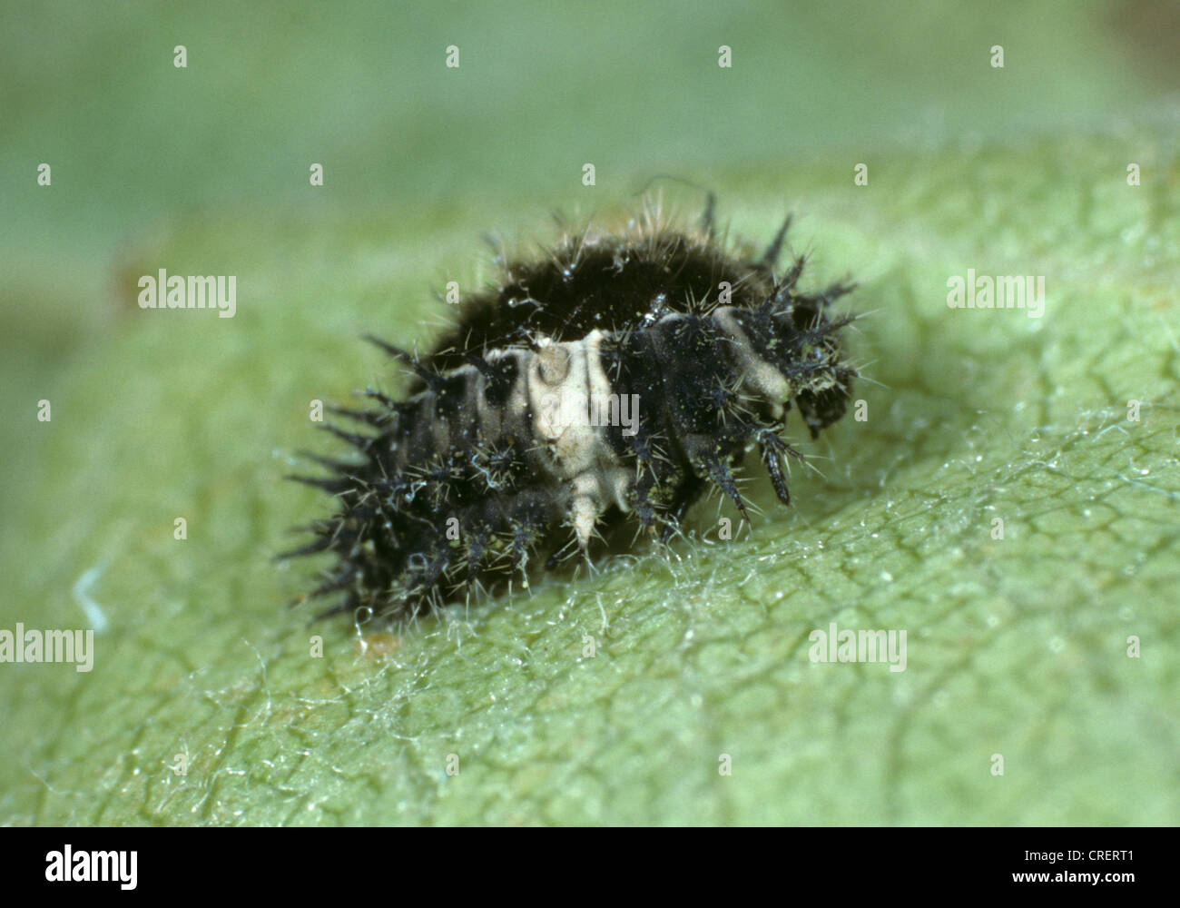 Chilocorus Stock Photos & Chilocorus Stock Images - Alamy