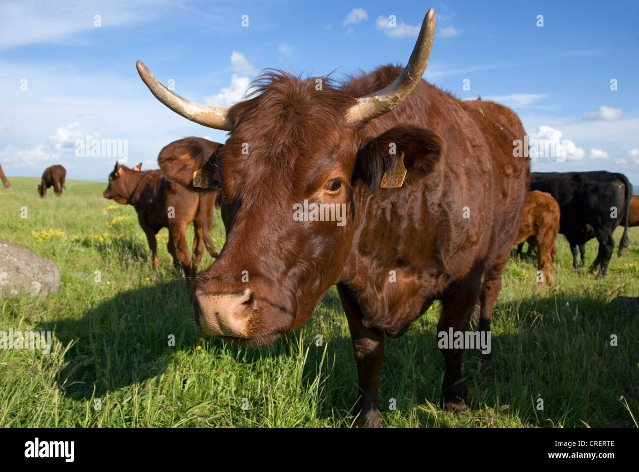 Cattle Breeds Of France High Resolution Stock Photography and Images ...