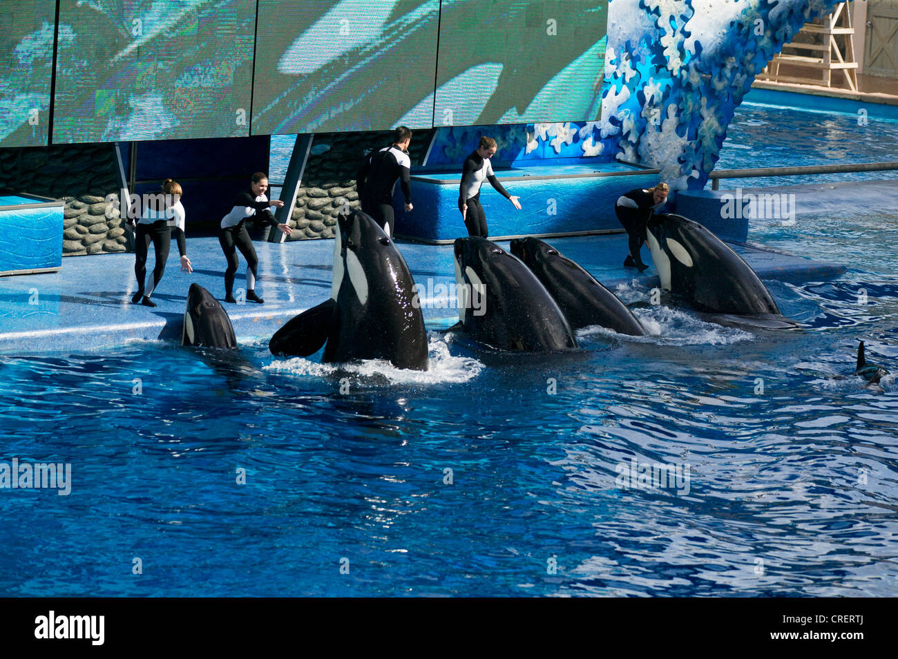 Killer whale display at Sea World Adventure Park, Orlando, Florida, USA ...