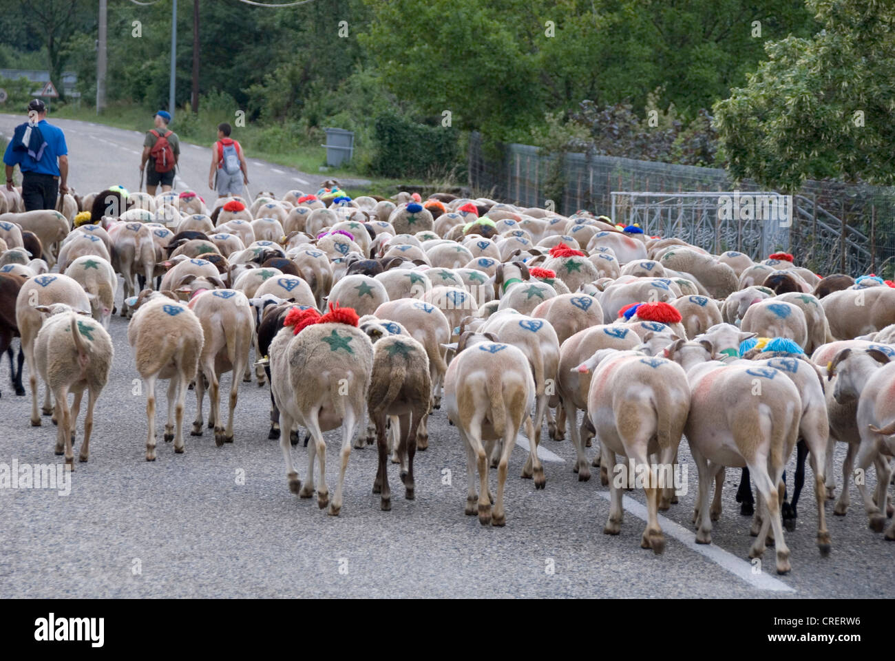 Three men with sheep three men with sheep hi-res stock photography and ...
