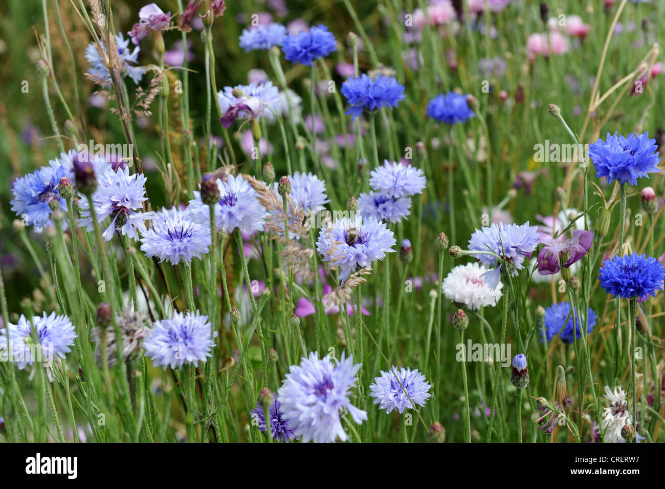 French wild flowers hi-res stock photography and images - Alamy