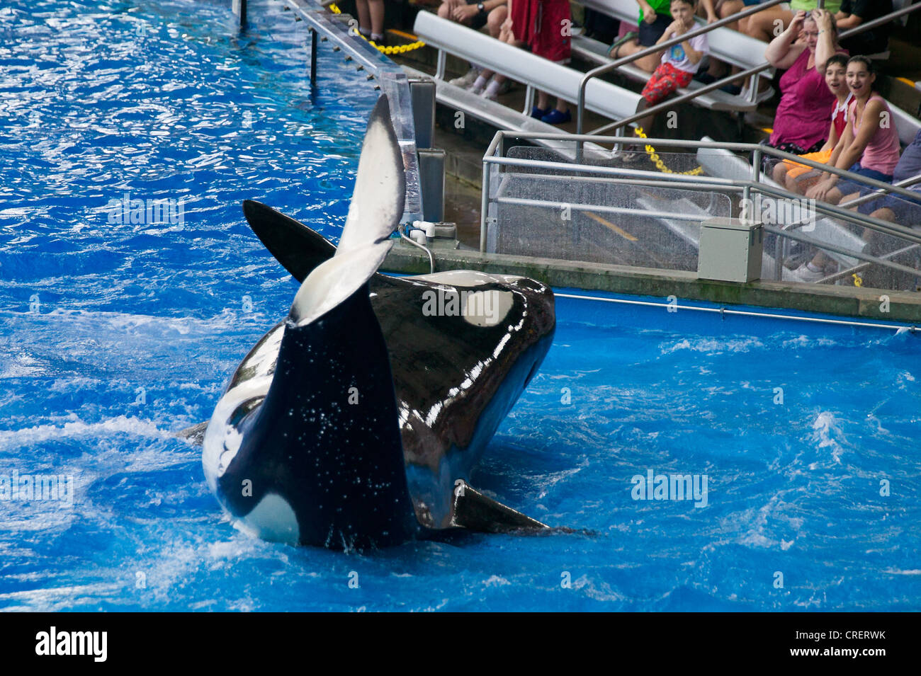 Killer whale display at Sea World Adventure Park, Orlando, Florida, USA ...