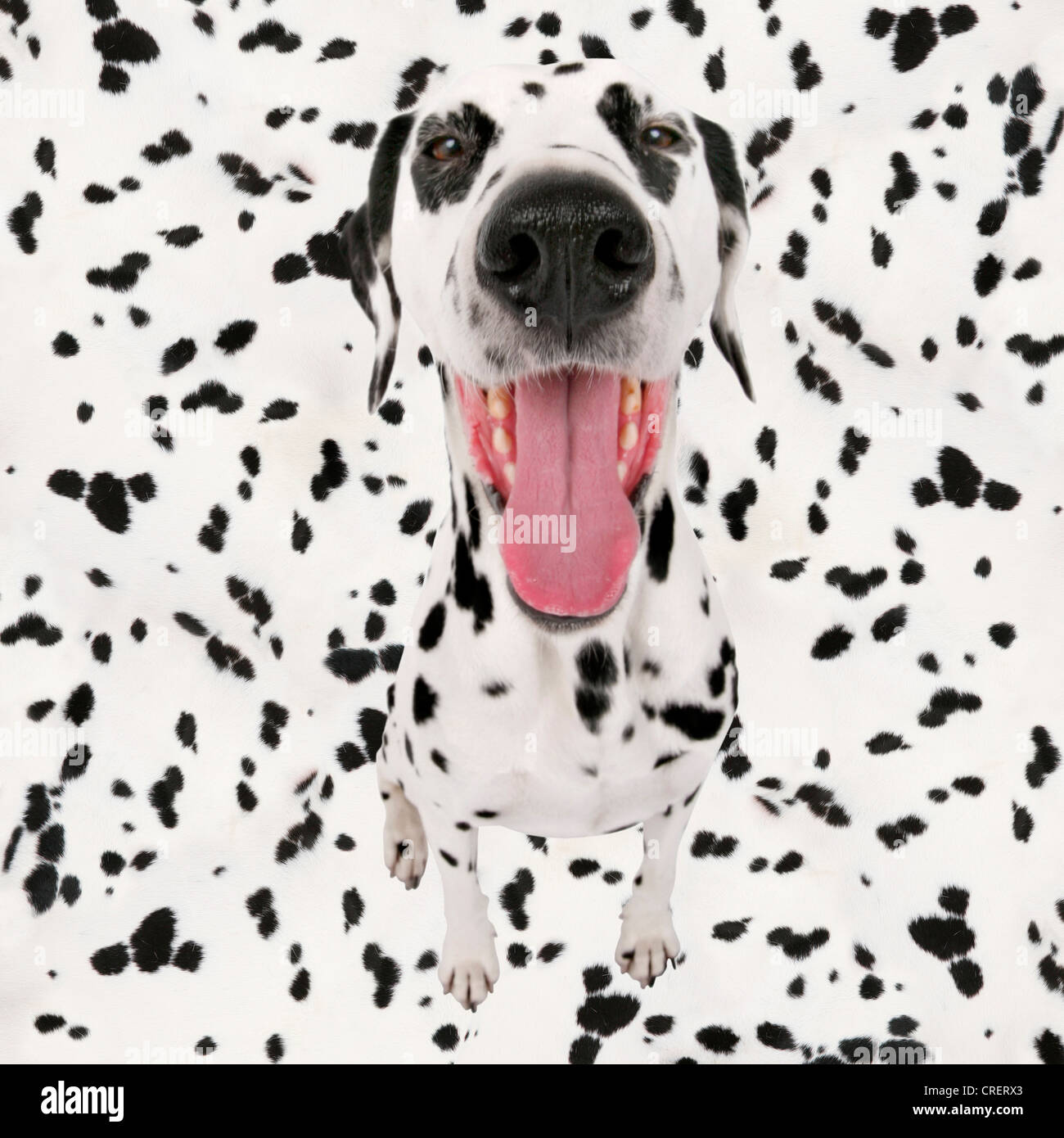 Dalmatian dog sitting looking up hi-res stock photography and images ...