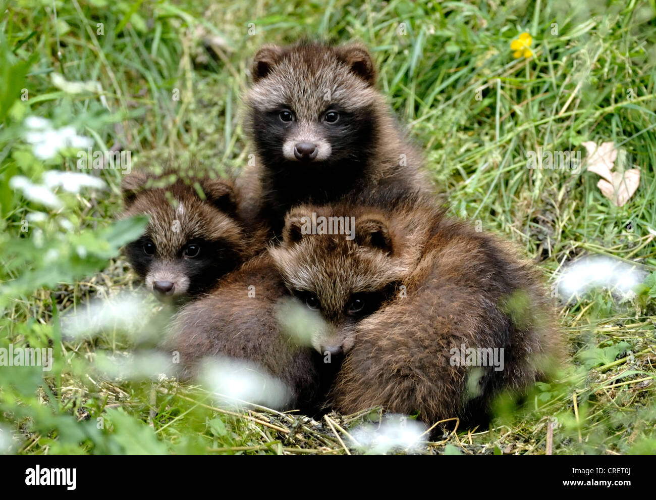 Raccoon Dog Puppies