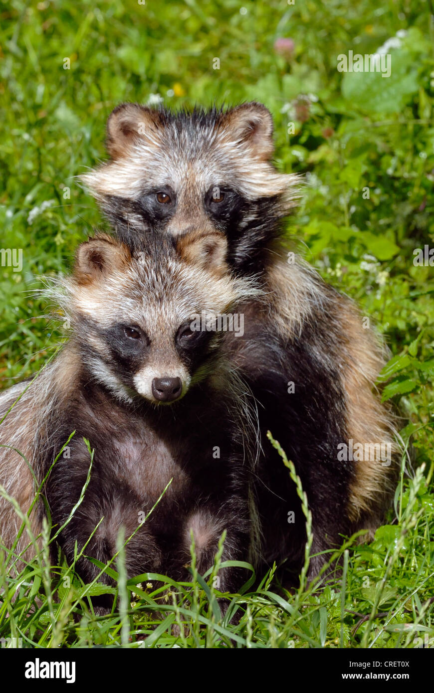 raccoon dog (Nyctereutes procyonoides), two adults, Germany Stock Photo ...