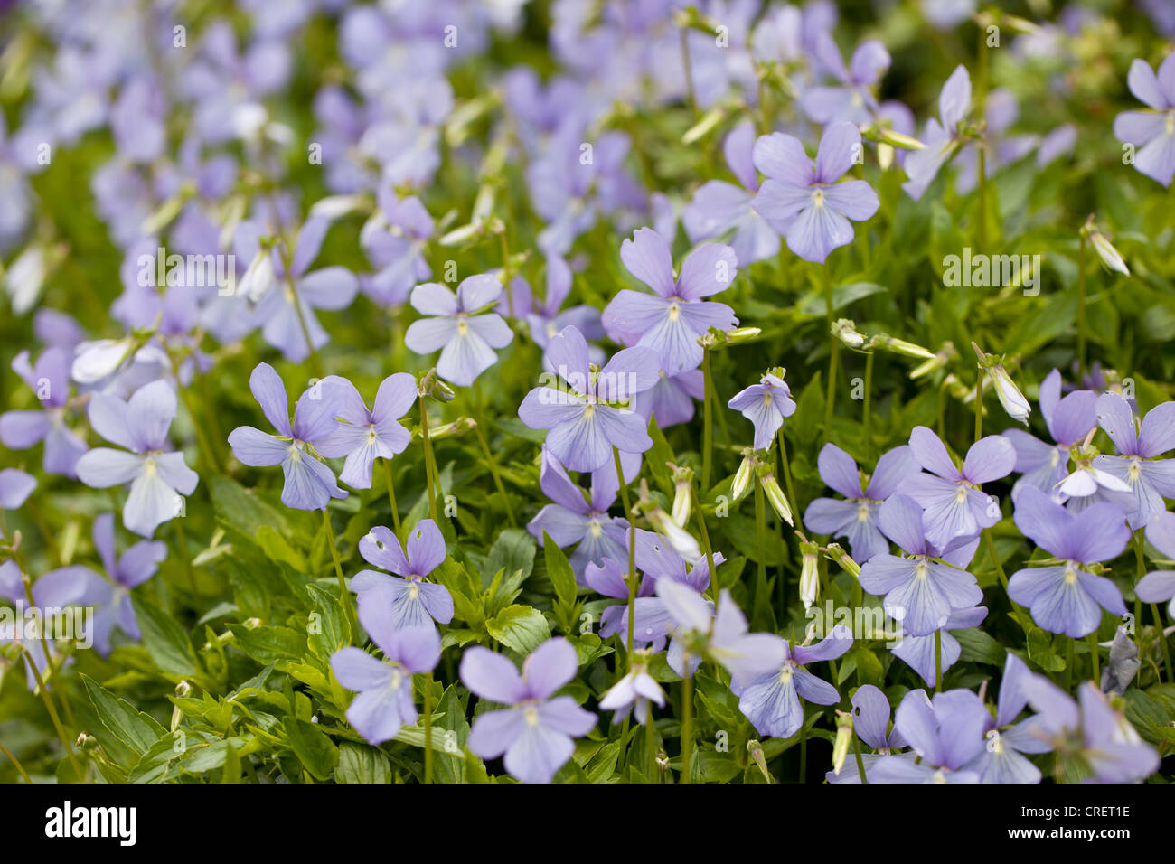 Close up of Pale blue viola in flower Stock Photo: 48884010 - Alamy