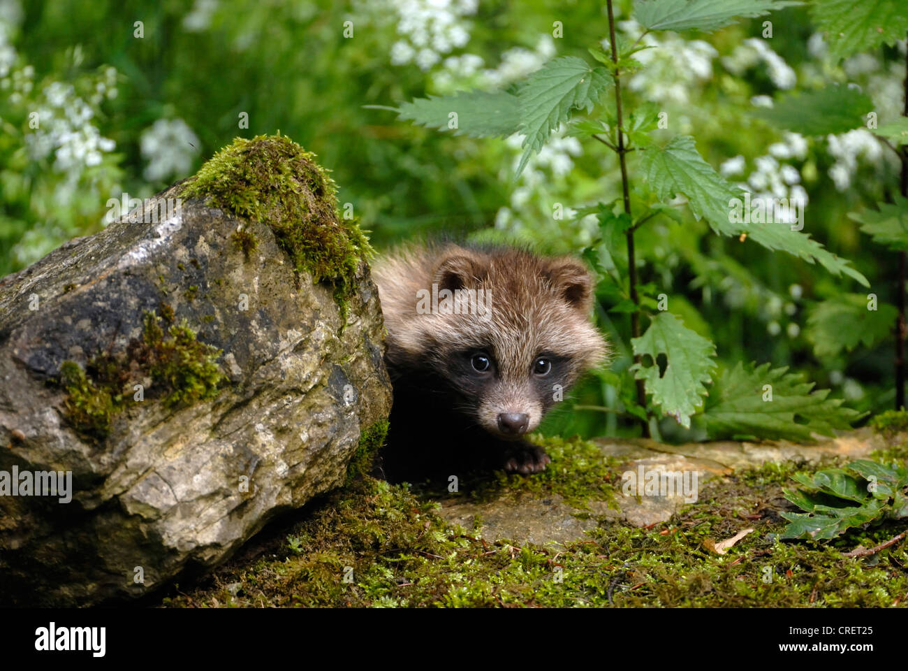 Baby Raccoon Dog