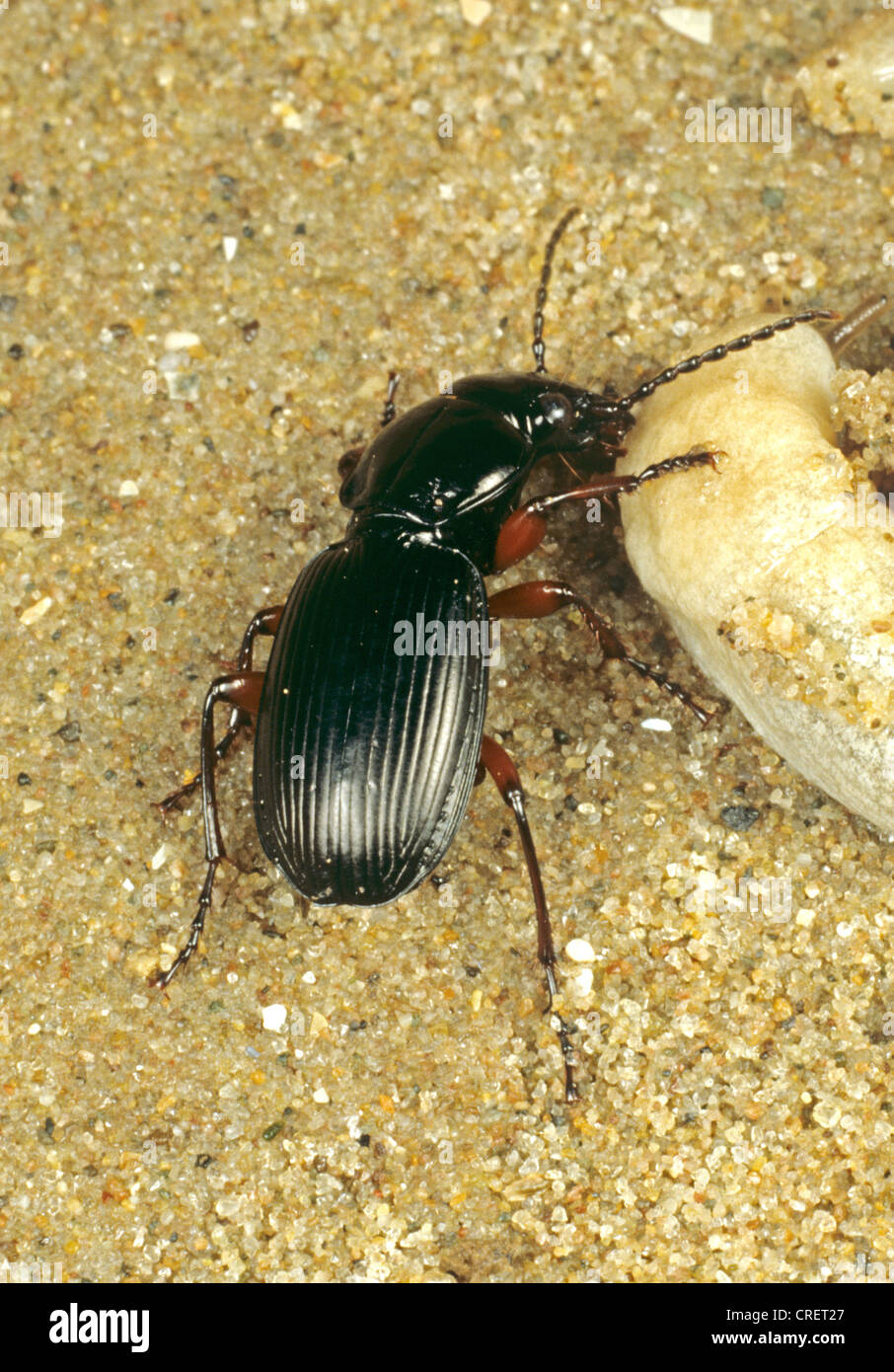 Slug and beetle hi-res stock photography and images - Alamy