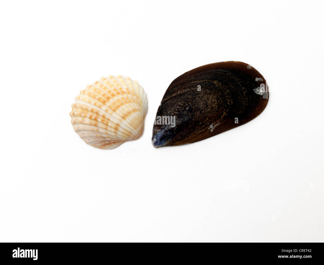 A Cockle Shell And A Mussel Shell Stock Photo - Alamy
