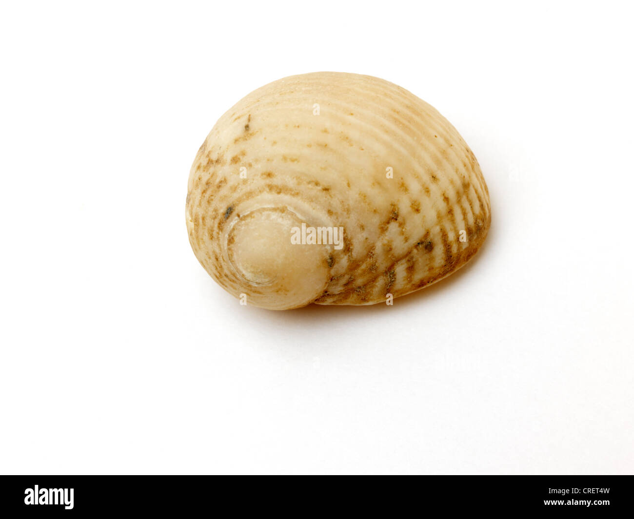Gastropod shell hi-res stock photography and images - Alamy