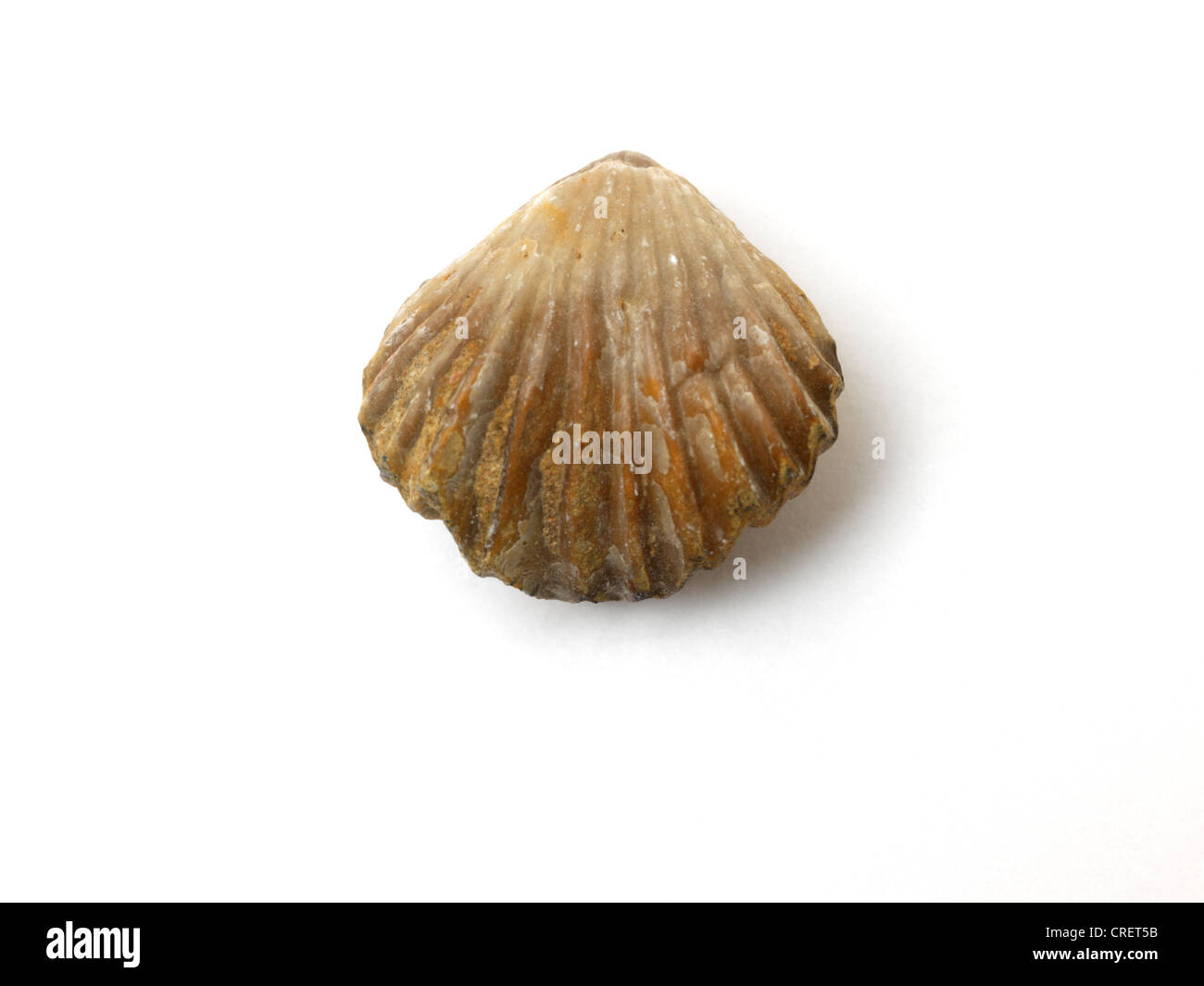 A Fossil Of A Cockle Shell Stock Photo - Alamy