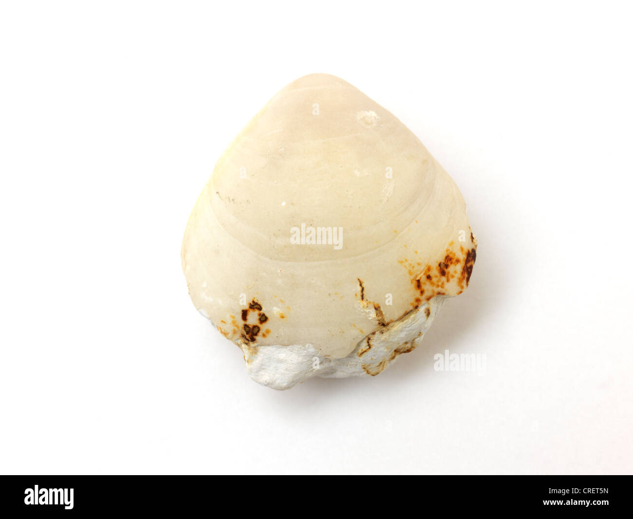 A Fossil Of A Bivalve Shell Stock Photo - Alamy